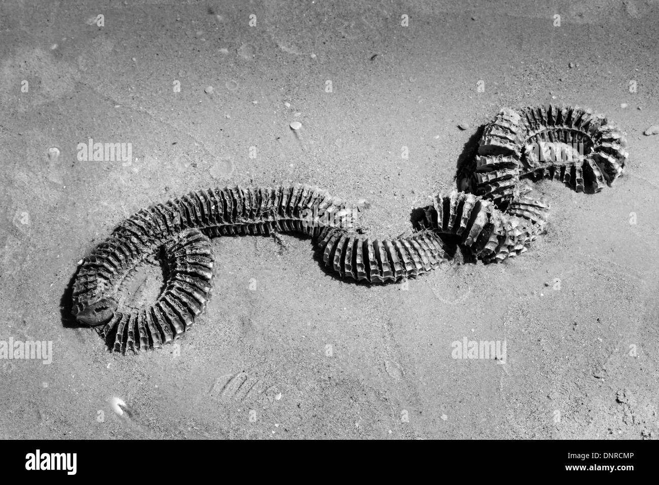 Whelk egg casing or marine gastropod shell on the beach Stock Photo - Alamy