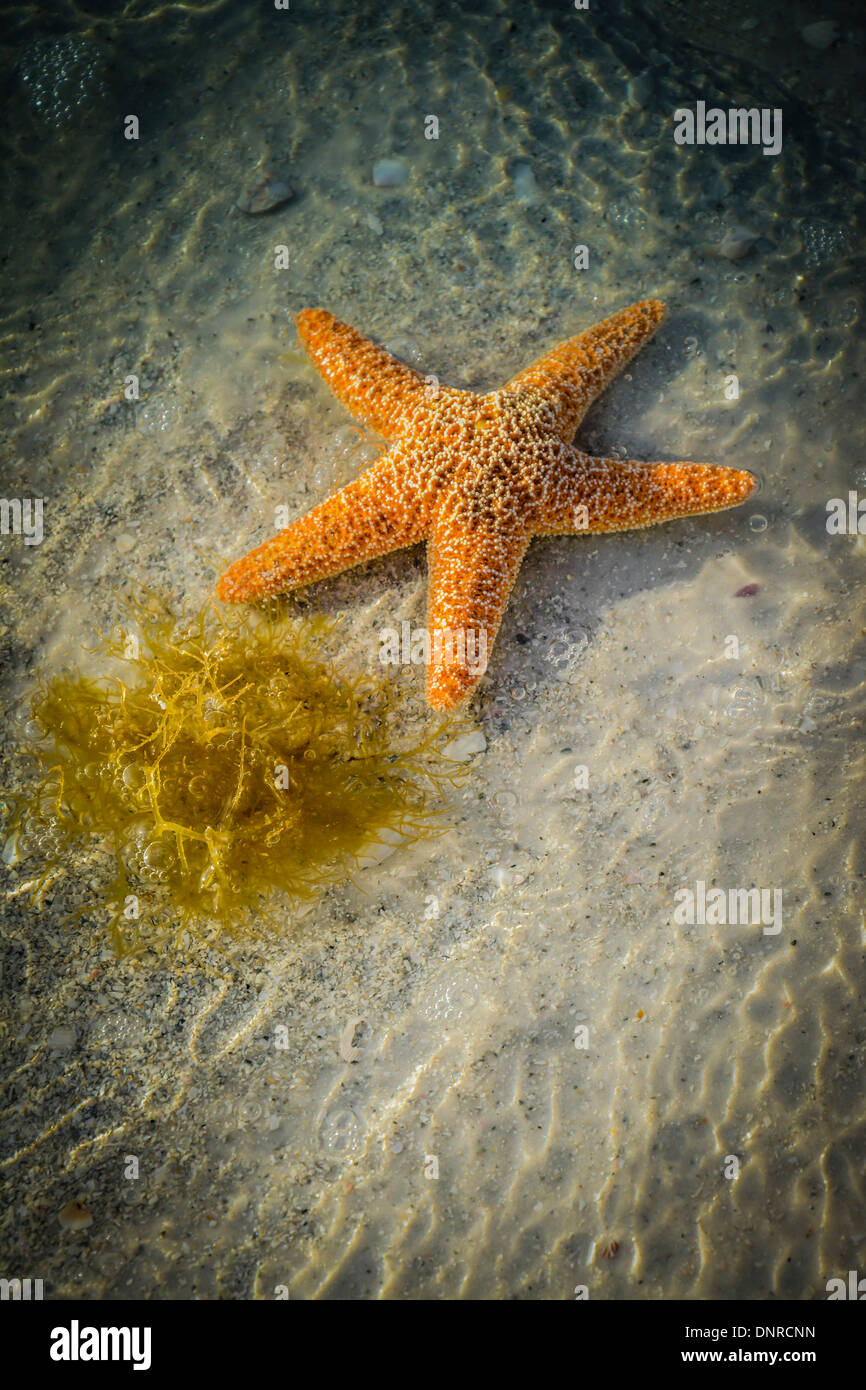 A Sugar starfish rest on the sand alongside seaweed in shallow water ...