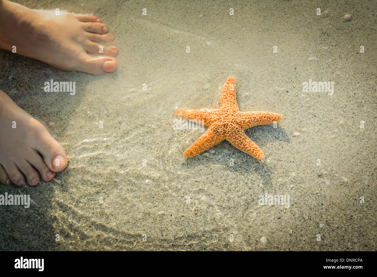 A Sugar Starfish rest on a sandy beach with a man's feet nearby Stock ...