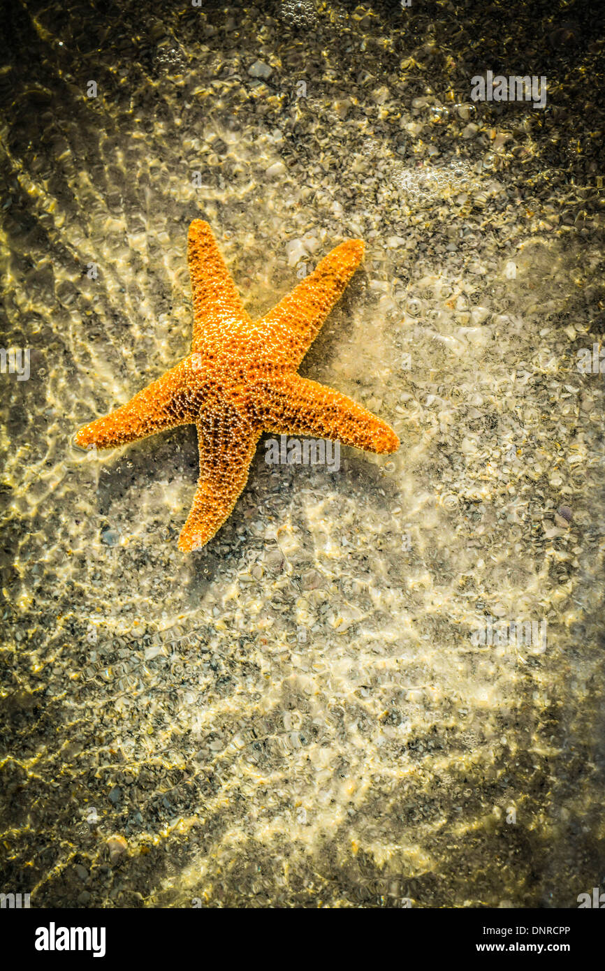 Sugar Starfish submerged in shallow water on the beach Stock Photo - Alamy