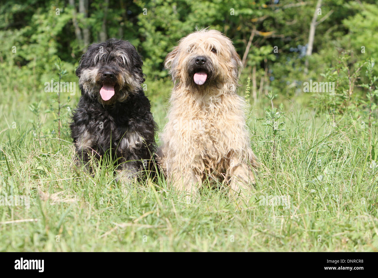 Can Catalan Sheepdog Be Black