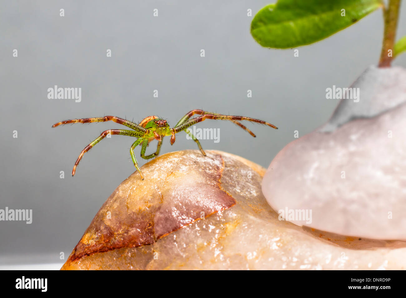 The Green Crab Spider (Diaea dorsata Stock Photo - Alamy