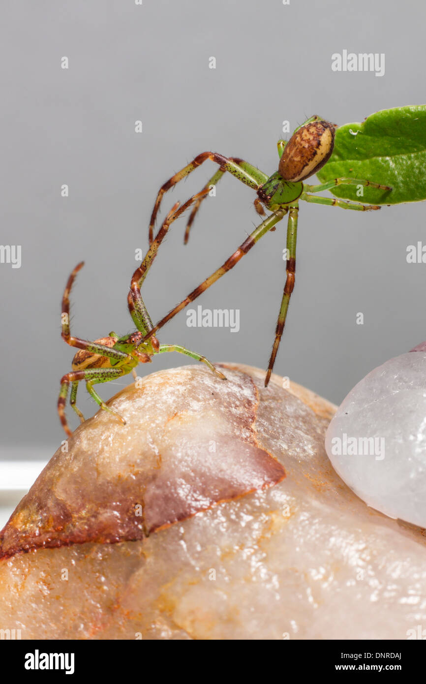 The Green Crab Spider (Diaea dorsata Stock Photo - Alamy