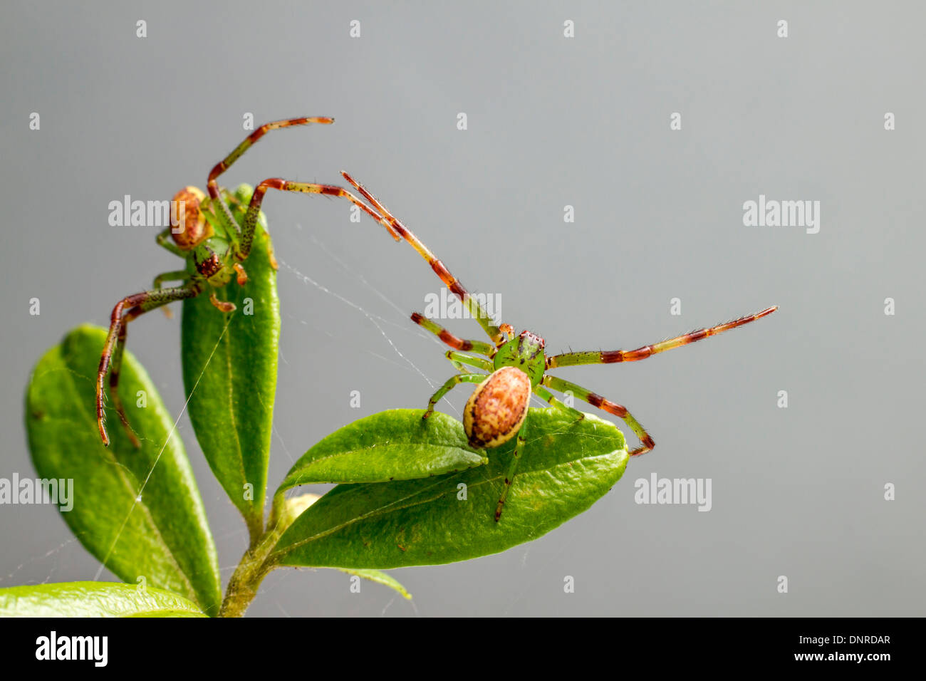 The Green Crab Spider (Diaea dorsata Stock Photo - Alamy