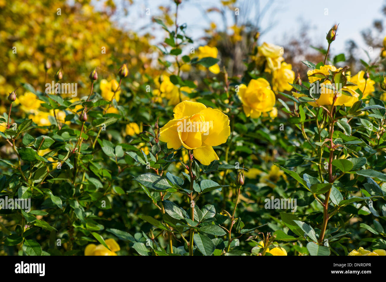 Japan rose hi-res stock photography and images - Alamy