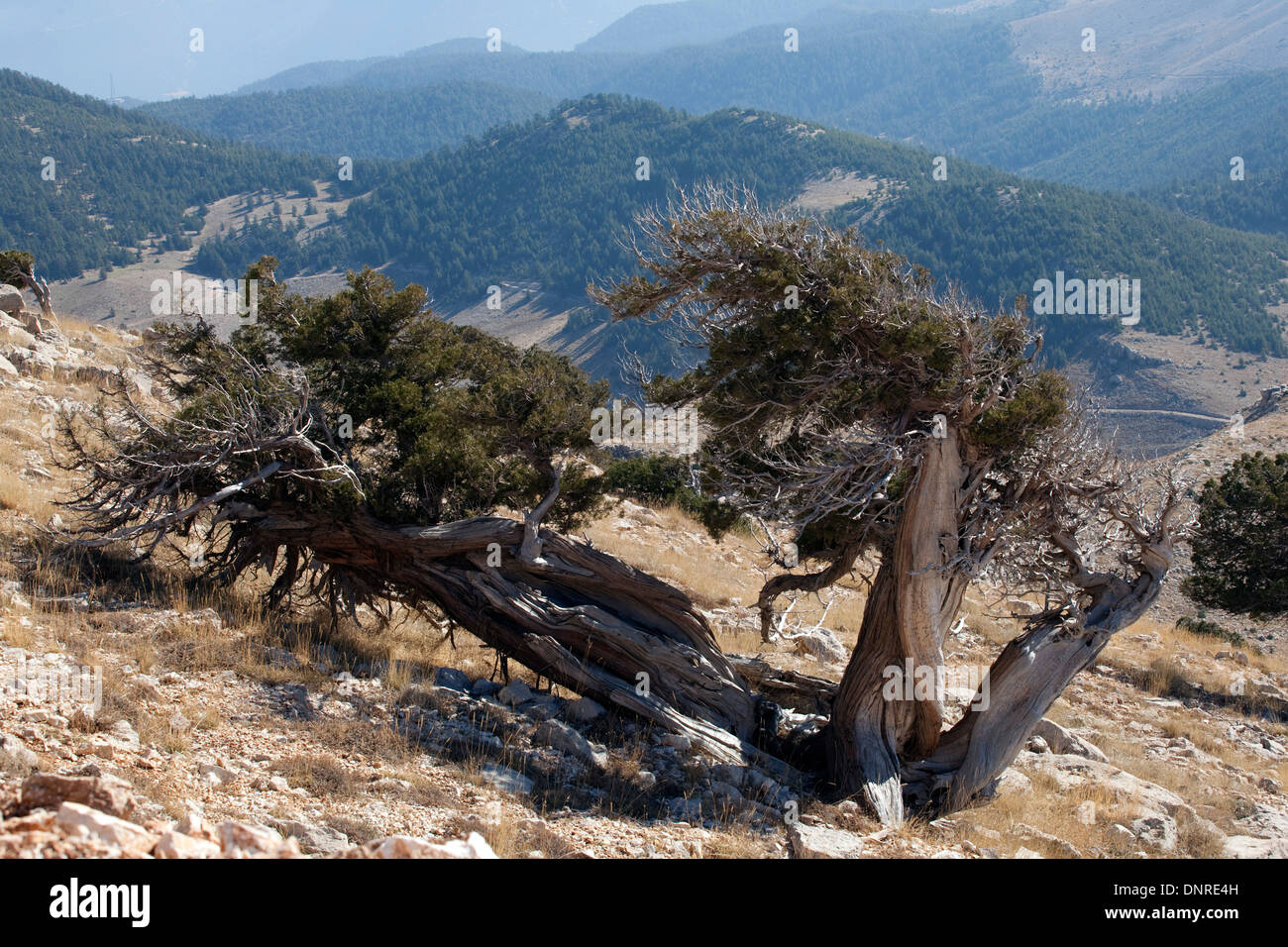 Thousands years old cedar tree in Çığlıkara Cedar Forest Elmalı Antalya ...