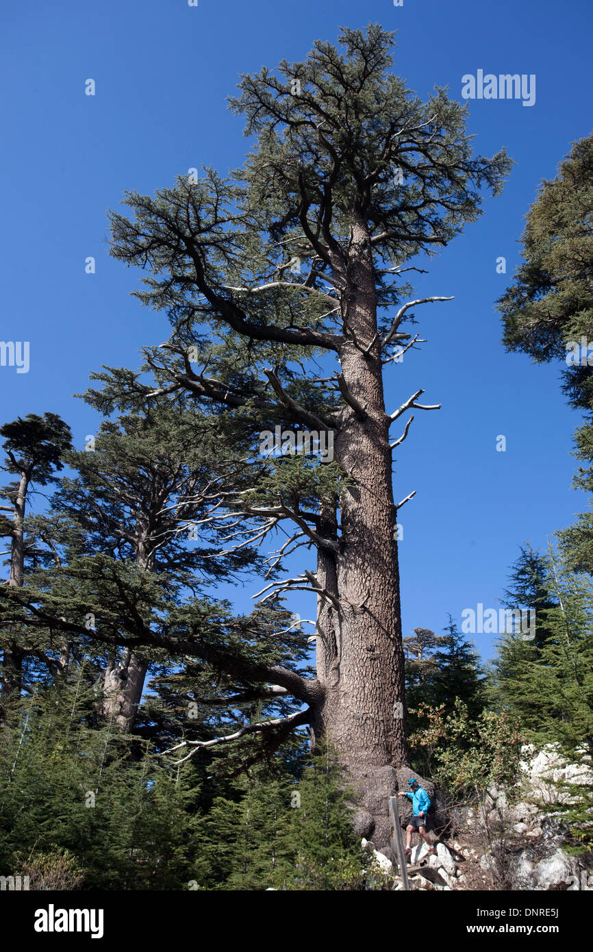 Trekker under a centuries old cedar tree Çığlıkara Cedar Forest Elmalı ...