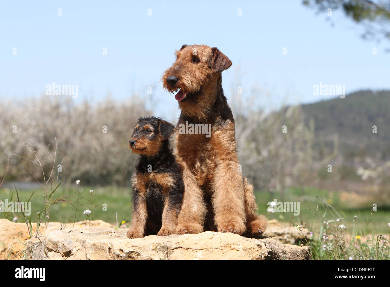Airedale Terrier Dog Puppy Sitting Stock Photos & Airedale Terrier Dog ...