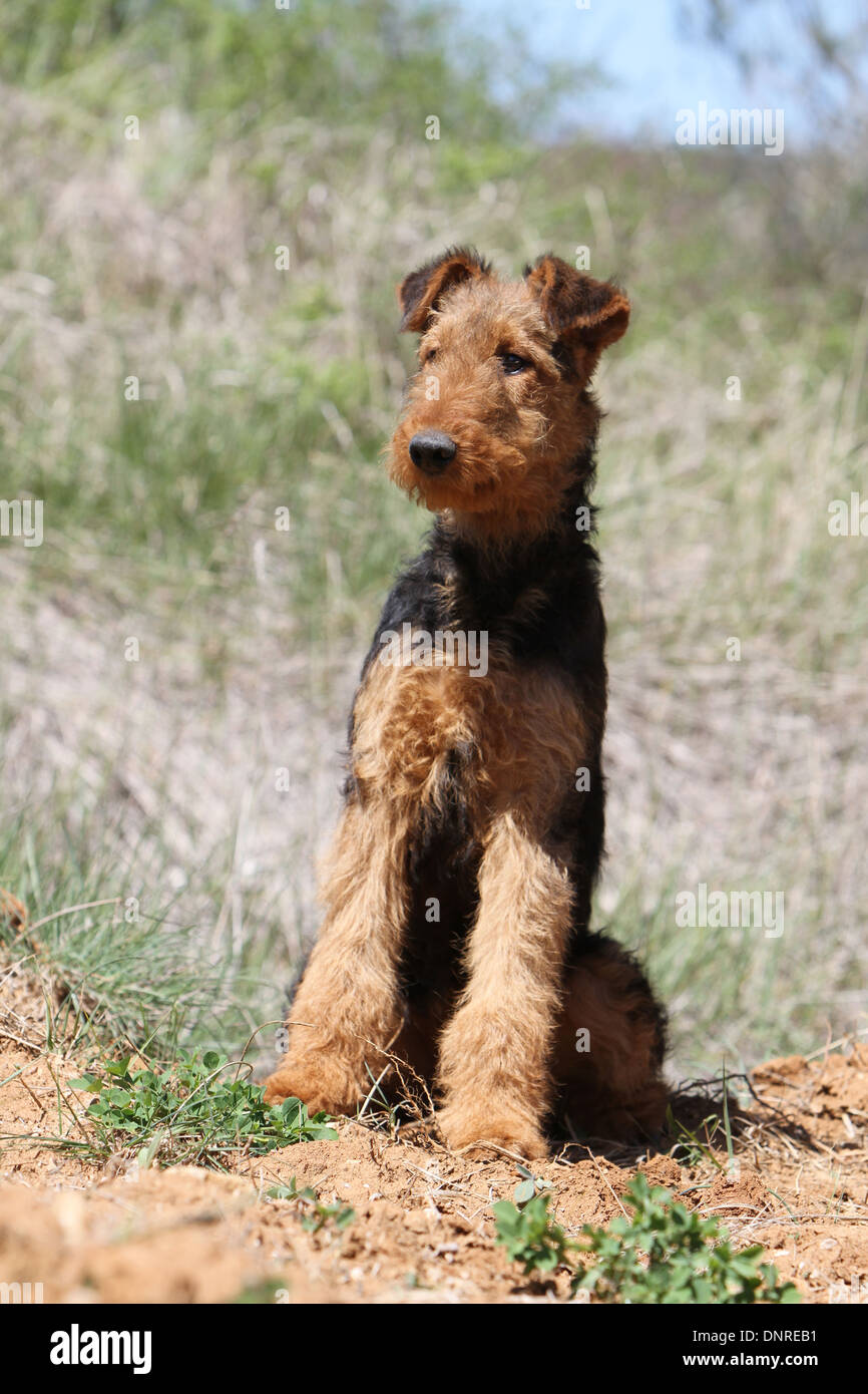 Airedale Terrier Dog Puppy Sitting Stock Photos & Airedale Terrier Dog ...