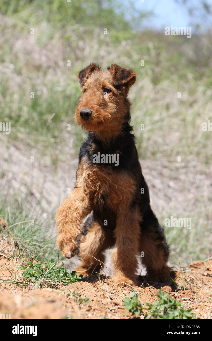 Baby airedale terrier hi-res stock photography and images - Alamy