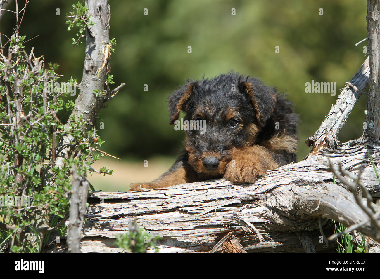 Airedale puppy lying on tree hi-res stock photography and images - Alamy