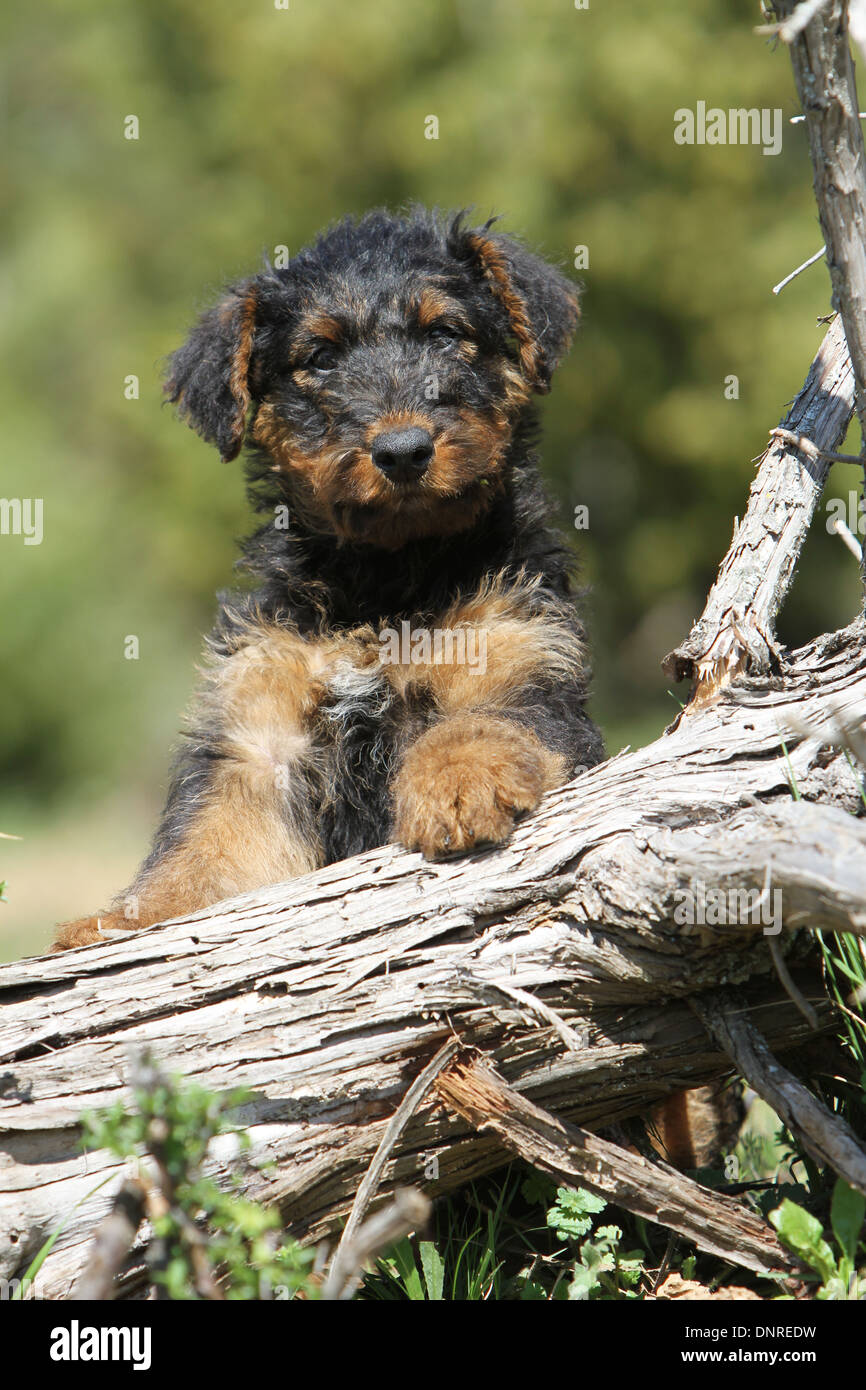 Airedale puppy lying on tree hi-res stock photography and images - Alamy