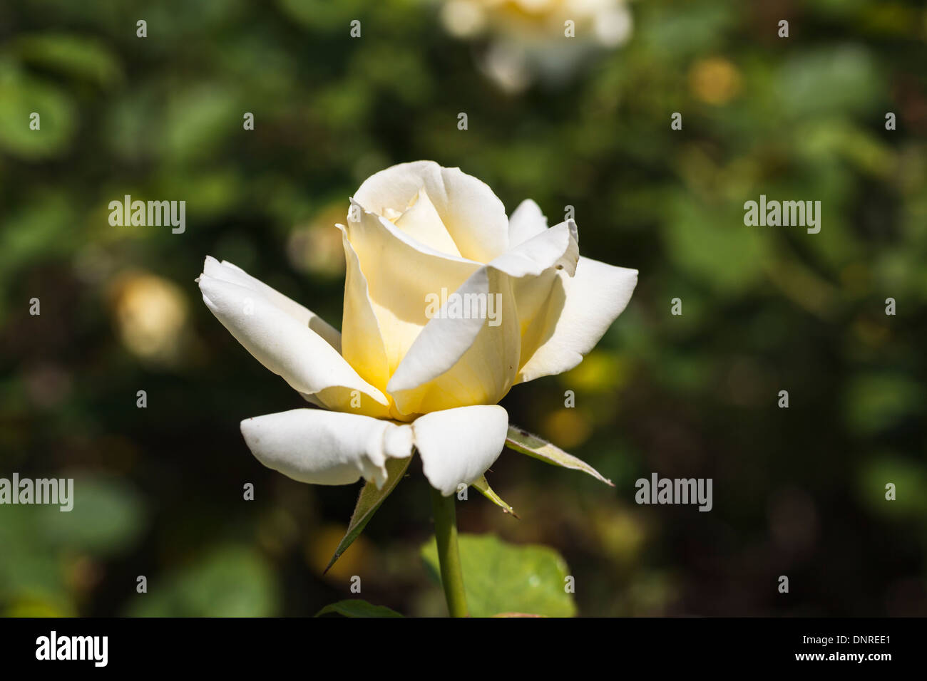 White to creamy yellow coloured rose 'Elina' (Peaudouce Stock Photo - Alamy