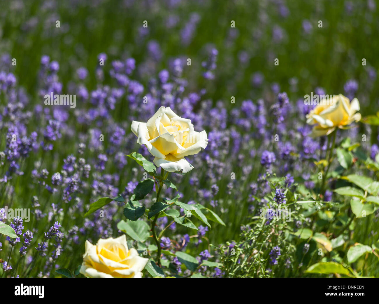 White to creamy yellow rose 'Elina' (Peaudouce) flowering in front of ...