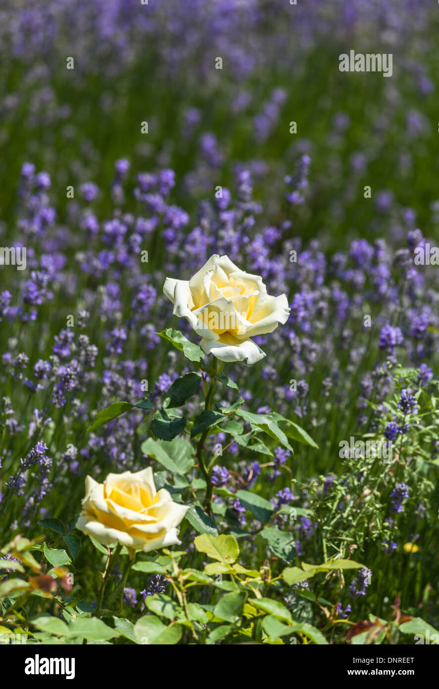 Lavender rose hi-res stock photography and images - Alamy