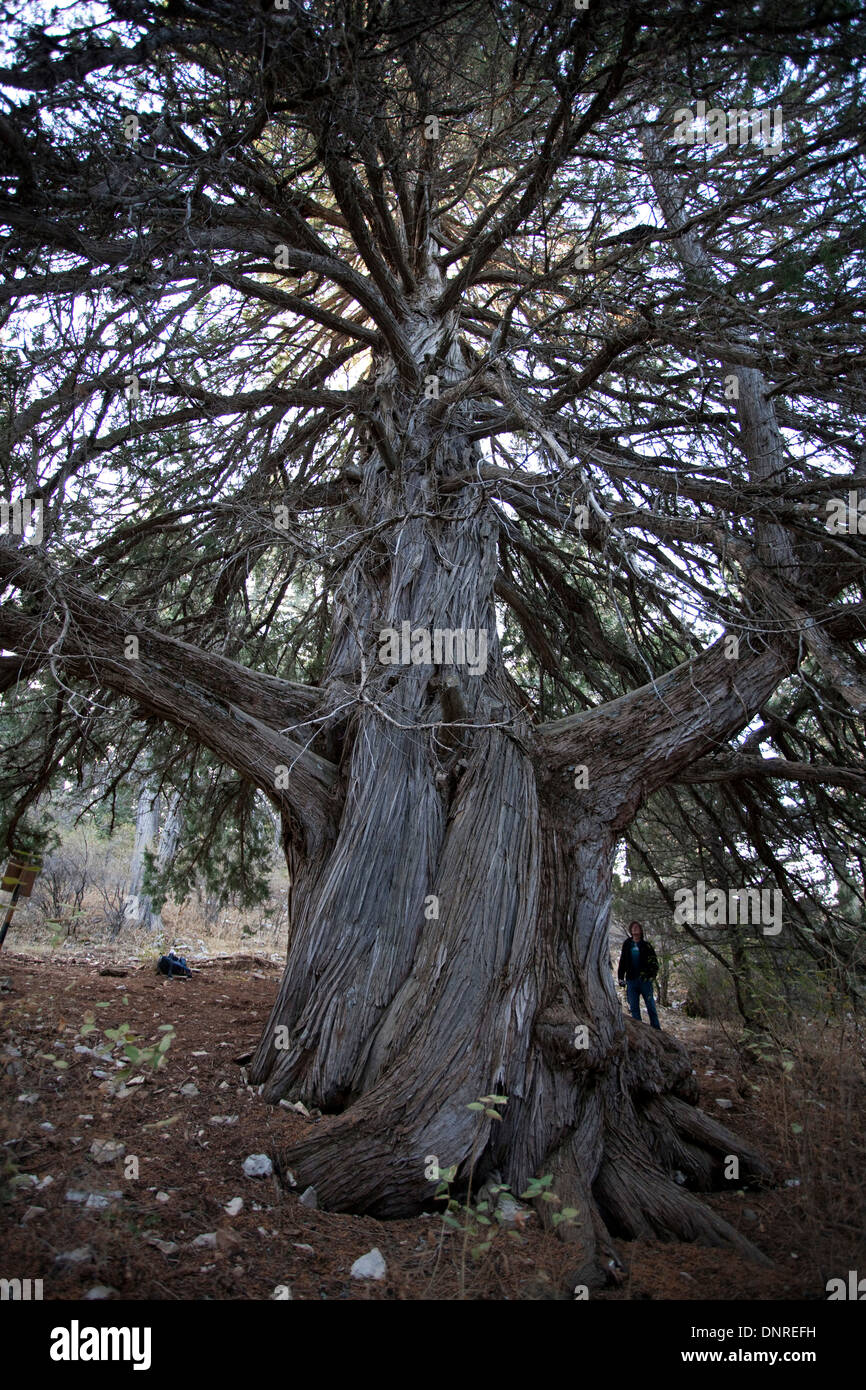 Centuries old Cedar tree in Çığlıkara Cedar Forest Nature Protected ...