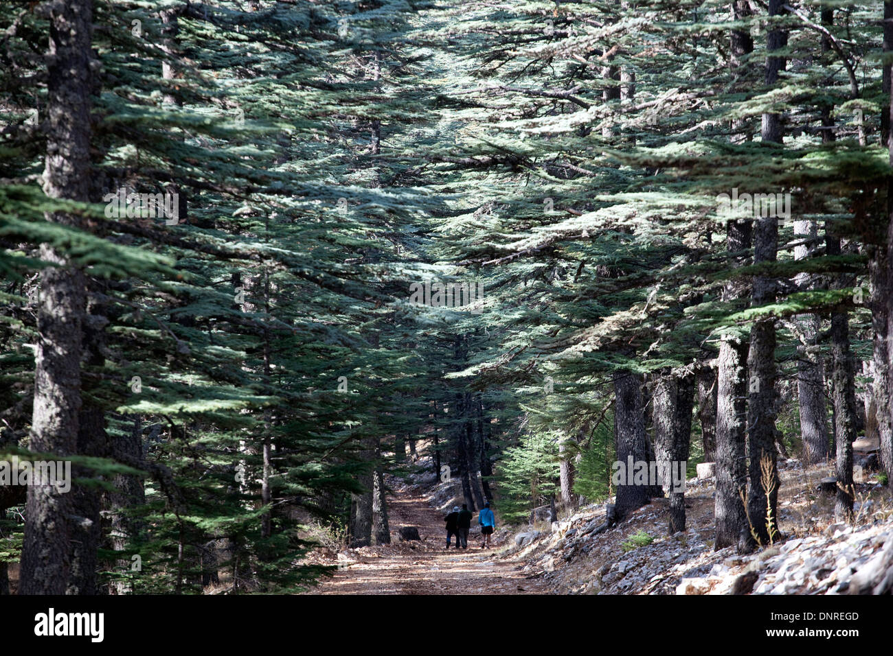 Trekkers in Çığlıkara Cedar Forest Nature Protected Area Elmalı Antalya ...