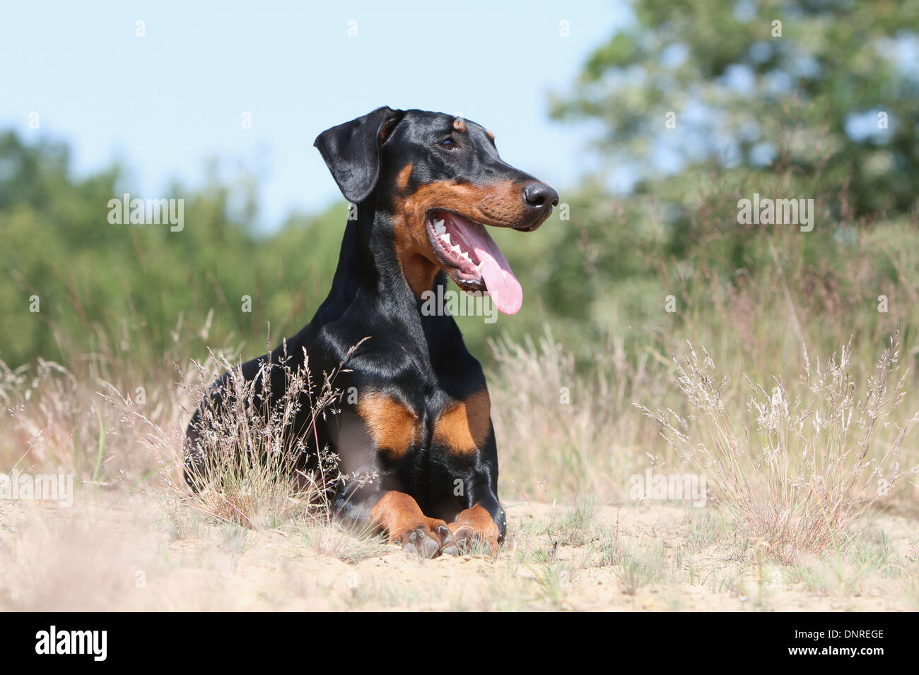 Doberman Pinscher Adult Dog Lying Down High Resolution Stock ...