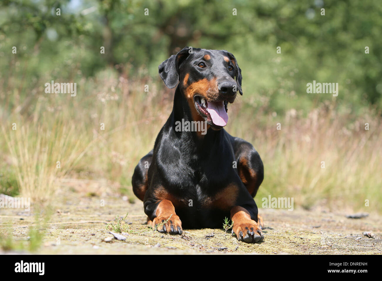 Doberman Pinscher Adult Dog Lying Down High Resolution Stock ...