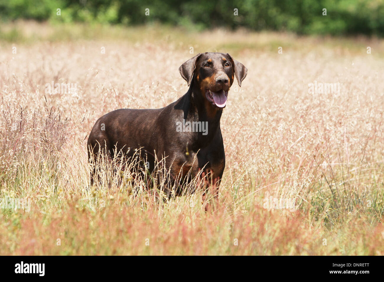 Tall doberman pinscher dog standing hi-res stock photography and images ...