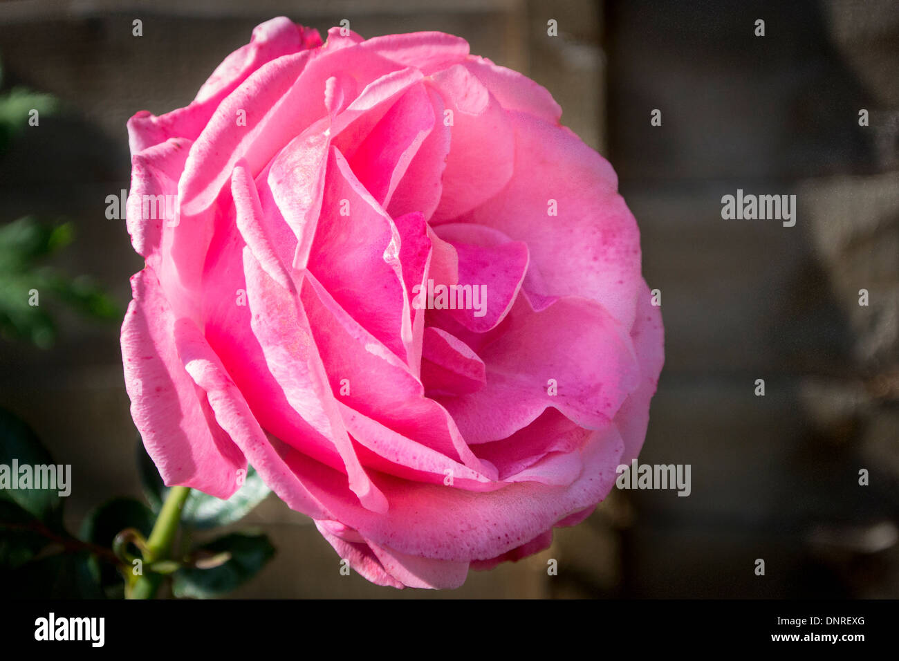 Single Pink Rose Stock Photo - Alamy