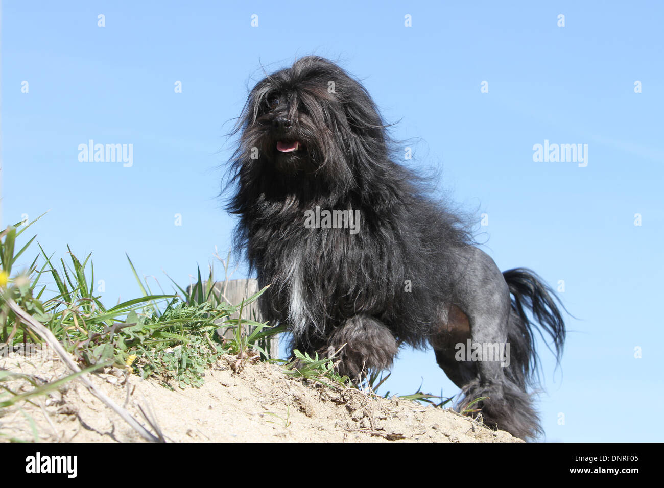Dog Löwchen / petit chien lion / little lion / adult standing in dunes ...