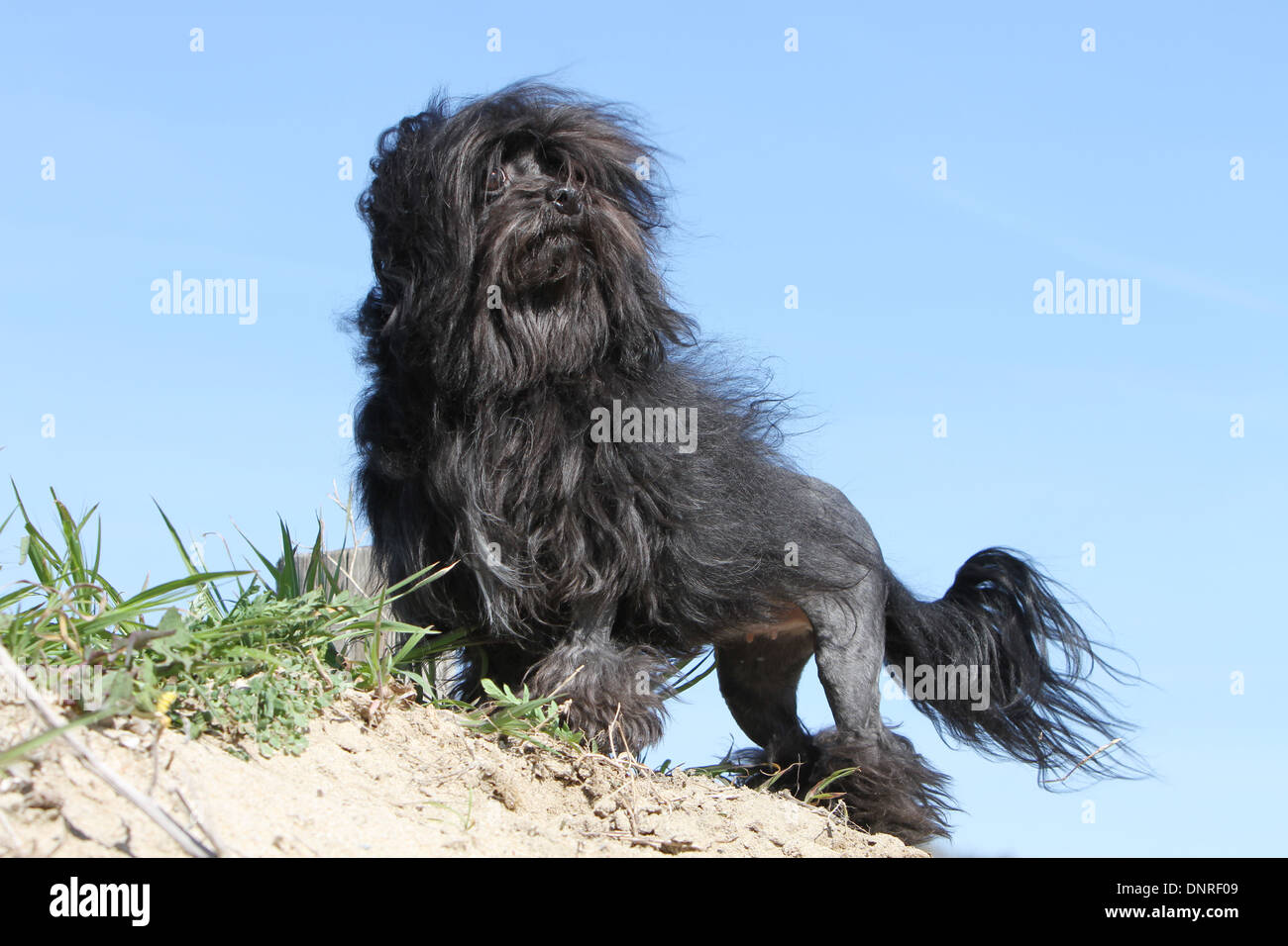 Dog Löwchen / petit chien lion / little lion / adult standing in dunes ...