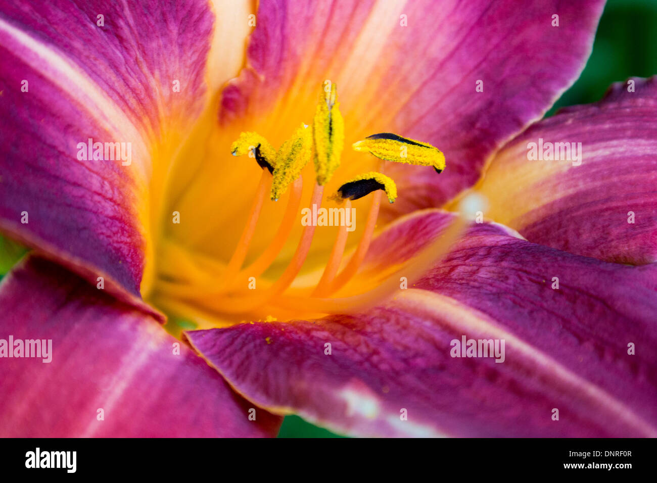 Lily flower stamen hi-res stock photography and images - Alamy