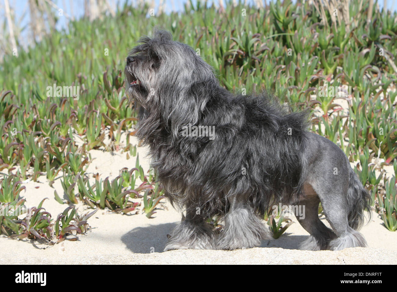 Dog Löwchen / petit chien lion / little lion / adult standing in dunes ...