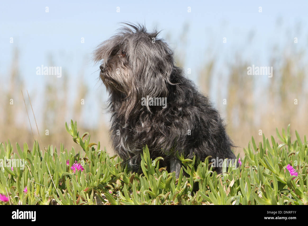 Dog Löwchen / petit chien lion / little lion / adult sitting in dunes ...