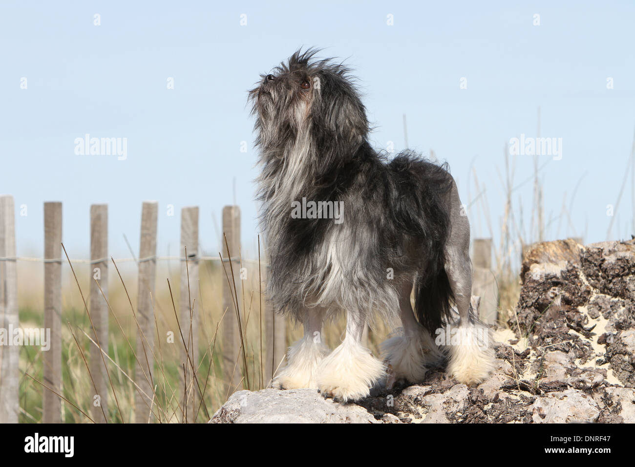 Dog Löwchen / petit chien lion / little lion / adult standing on a tree ...