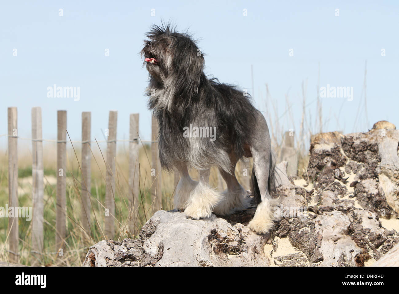 Standard trunk hi-res stock photography and images - Alamy