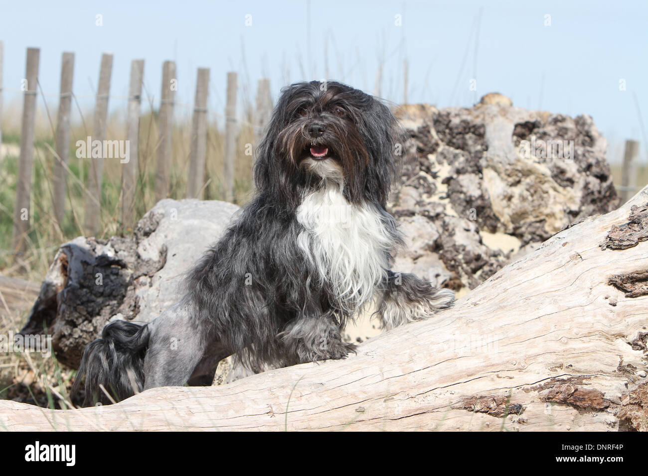 Dog Löwchen / petit chien lion / little lion / adult standing on a tree ...