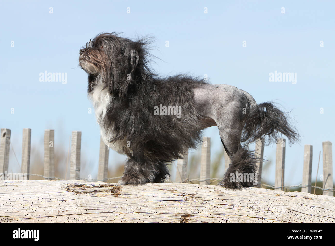 Dog Löwchen / petit chien lion / little lion / adult standing on a tree ...