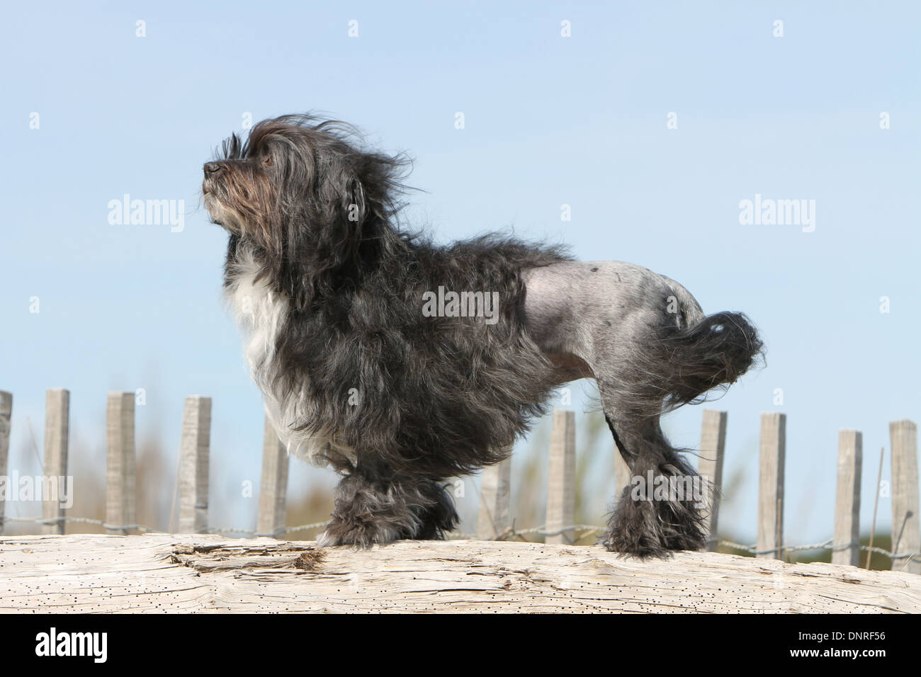 Dog Löwchen / petit chien lion / little lion / adult standing on a tree ...