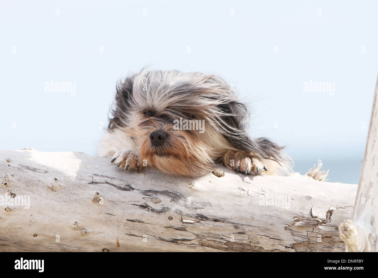 Dog Löwchen / petit chien lion / little lion / adult lying on a on a ...