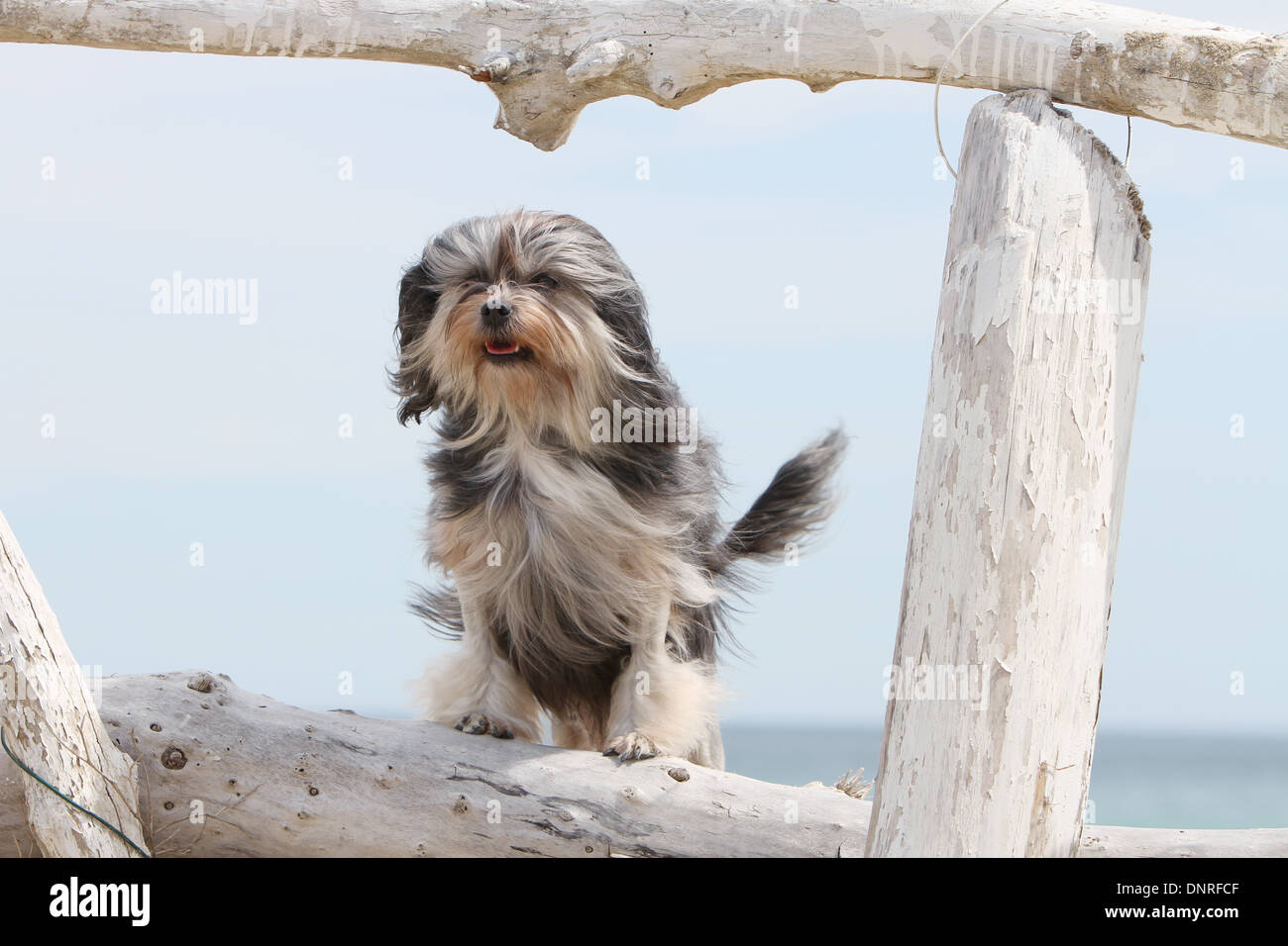 Dog Löwchen / petit chien lion / little lion / adult standing on a tree ...
