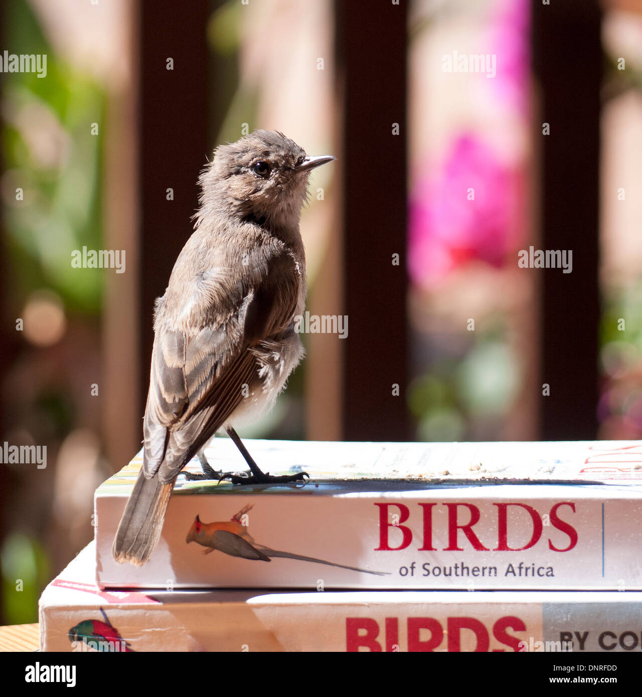 Bird reference hi-res stock photography and images - Alamy