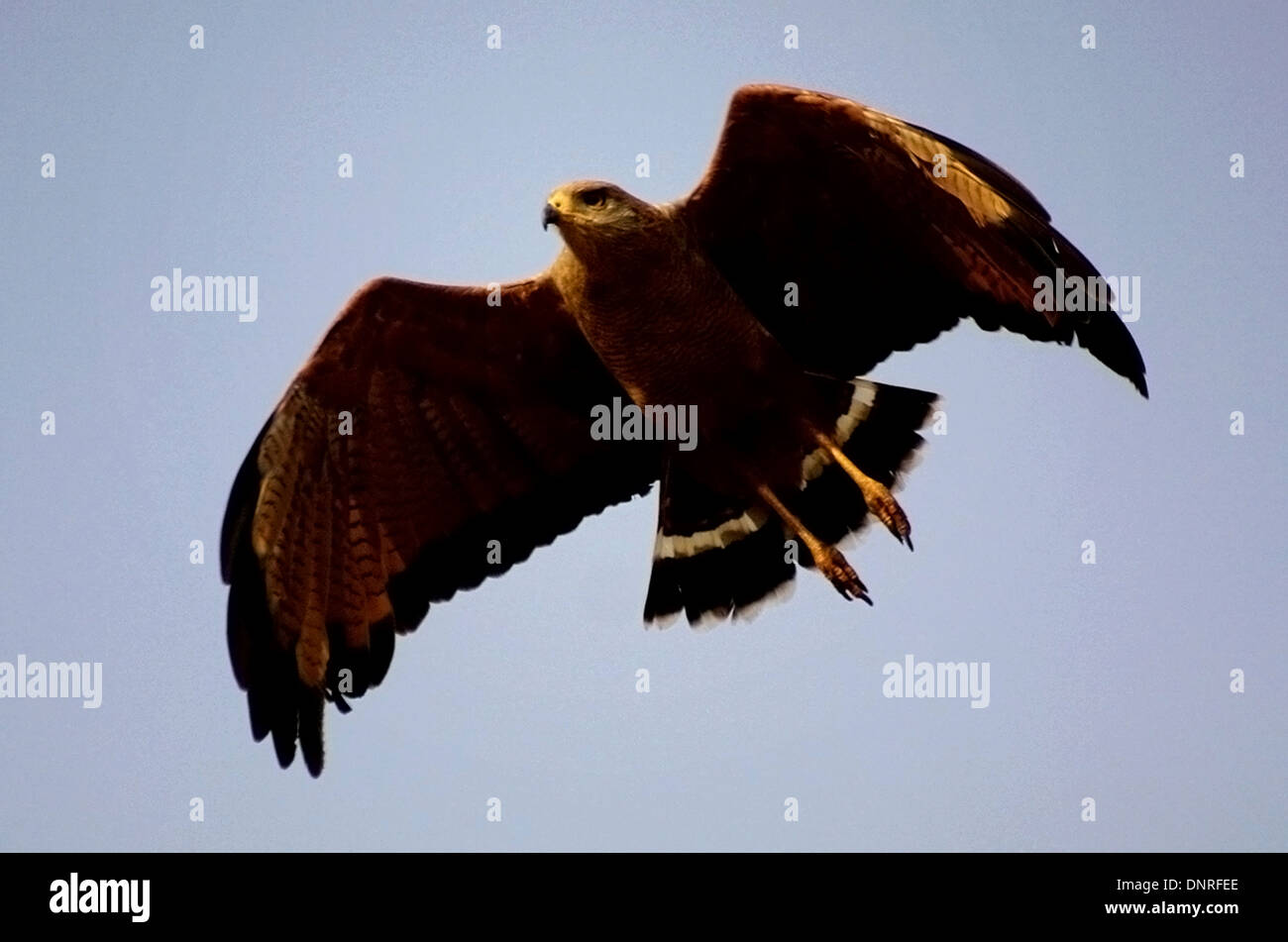 An eagle flies in Venezuela's Paraguana Peninsula, July 19, 2005 Stock ...