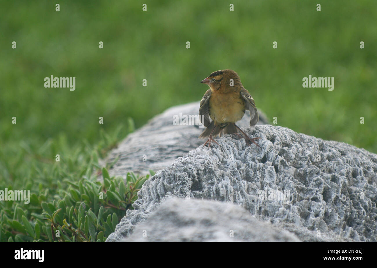 Isla aves venezuela hi-res stock photography and images - Alamy