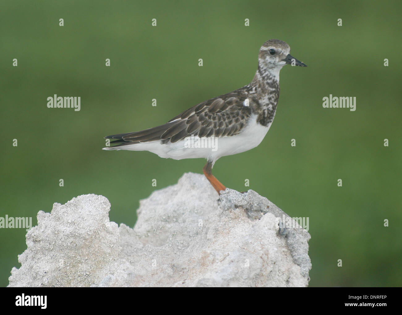 A seabird perches on a rock in Bird Island (Isla de Aves) a small ...