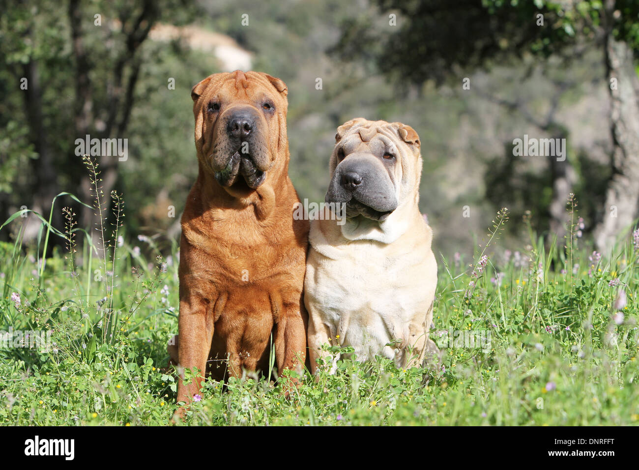 Dog Shar pei / two adults sitting in a meadow Stock Photo - Alamy