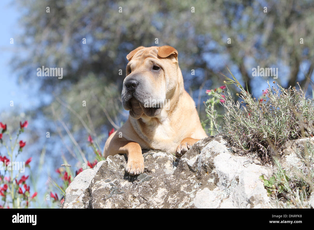 Chinese shar peis hi-res stock photography and images - Alamy