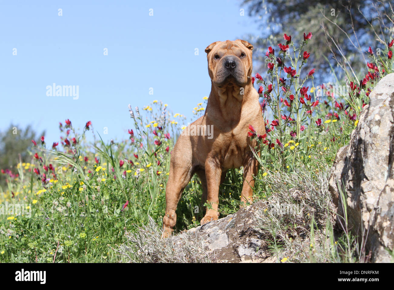 Dog shar pei adult sable hi-res stock photography and images - Alamy
