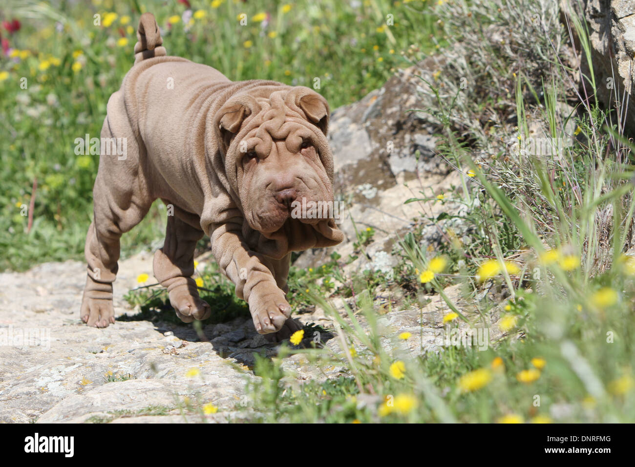Puppy on path hi-res stock photography and images - Alamy