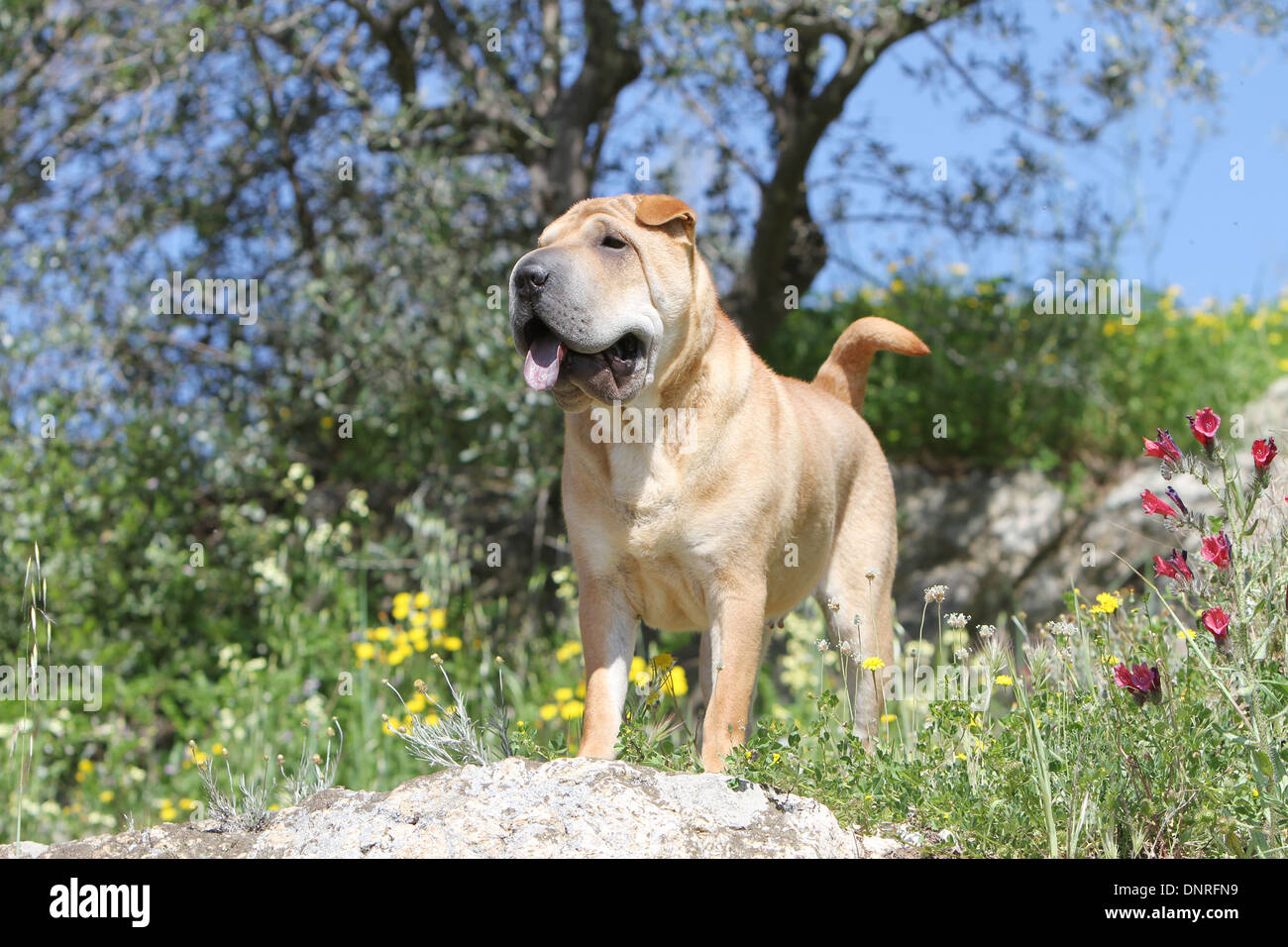 Rock chinois hi-res stock photography and images - Alamy
