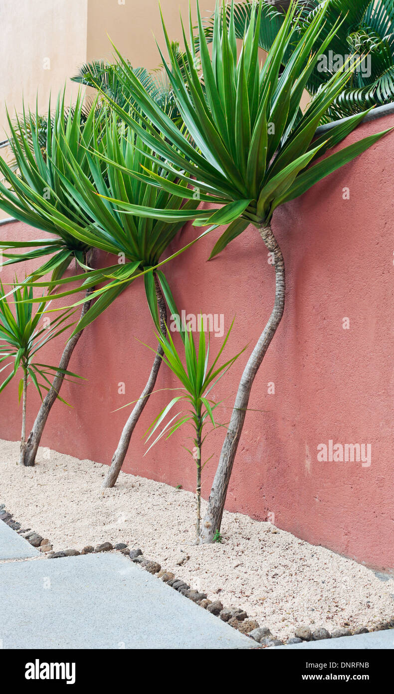 Young tropical plants in a landscaped garden Stock Photo - Alamy