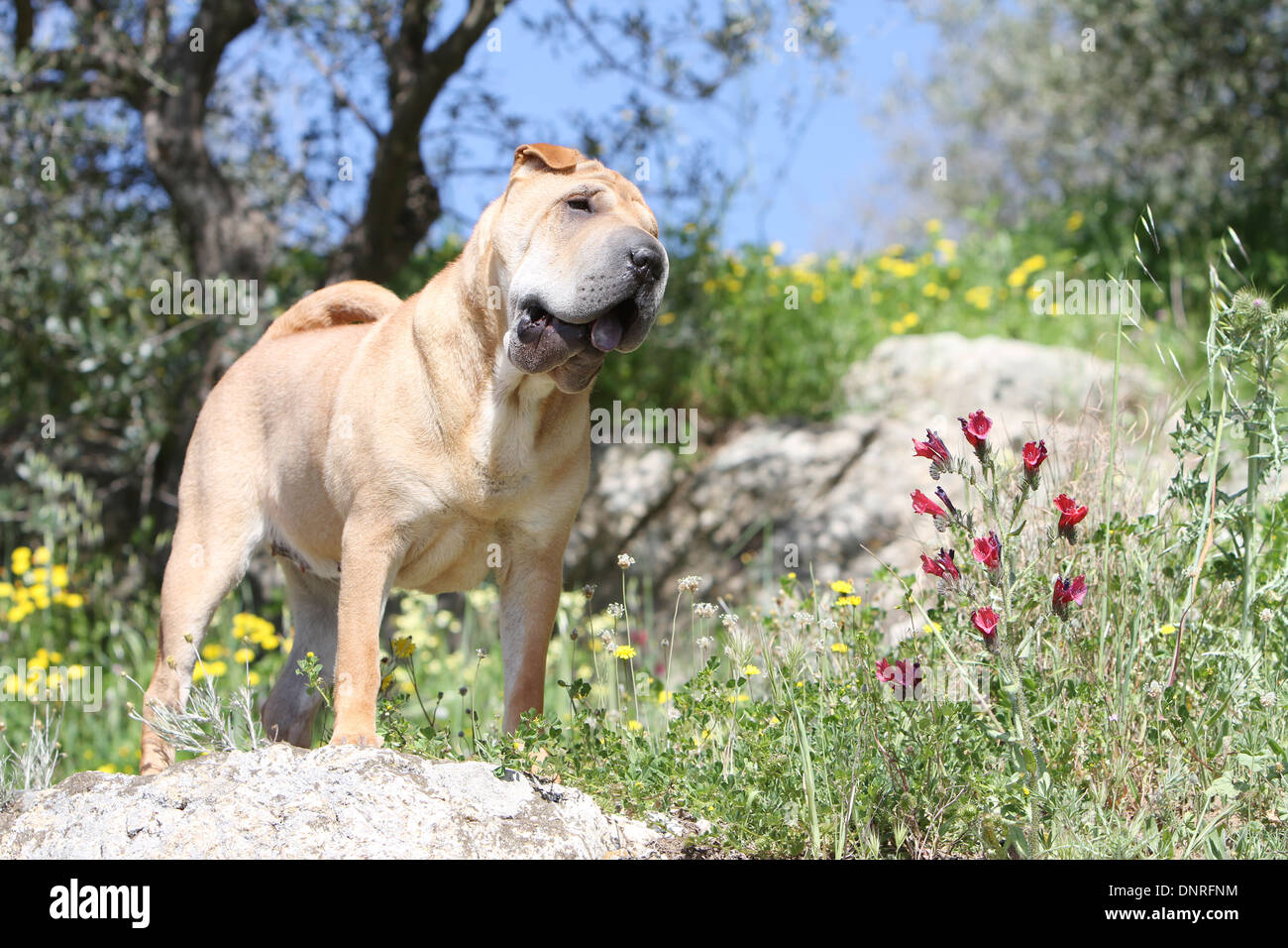 Rock chinois hi-res stock photography and images - Alamy
