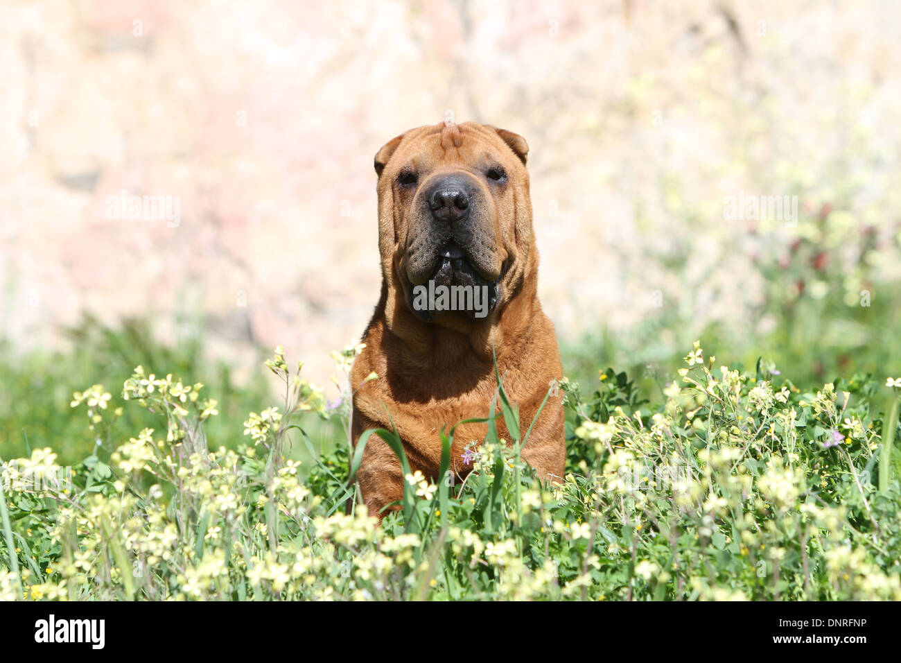 Dog shar pei adult sable hi-res stock photography and images - Alamy