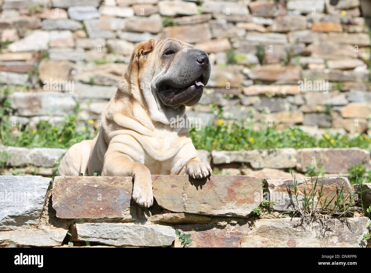 Chinese shar peis hi-res stock photography and images - Alamy